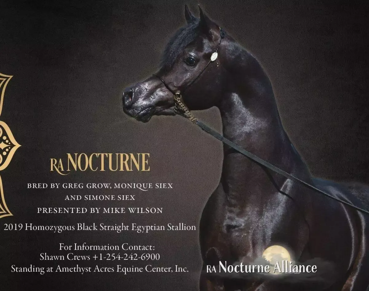 RA Nocturne - Arabian Sales Online
